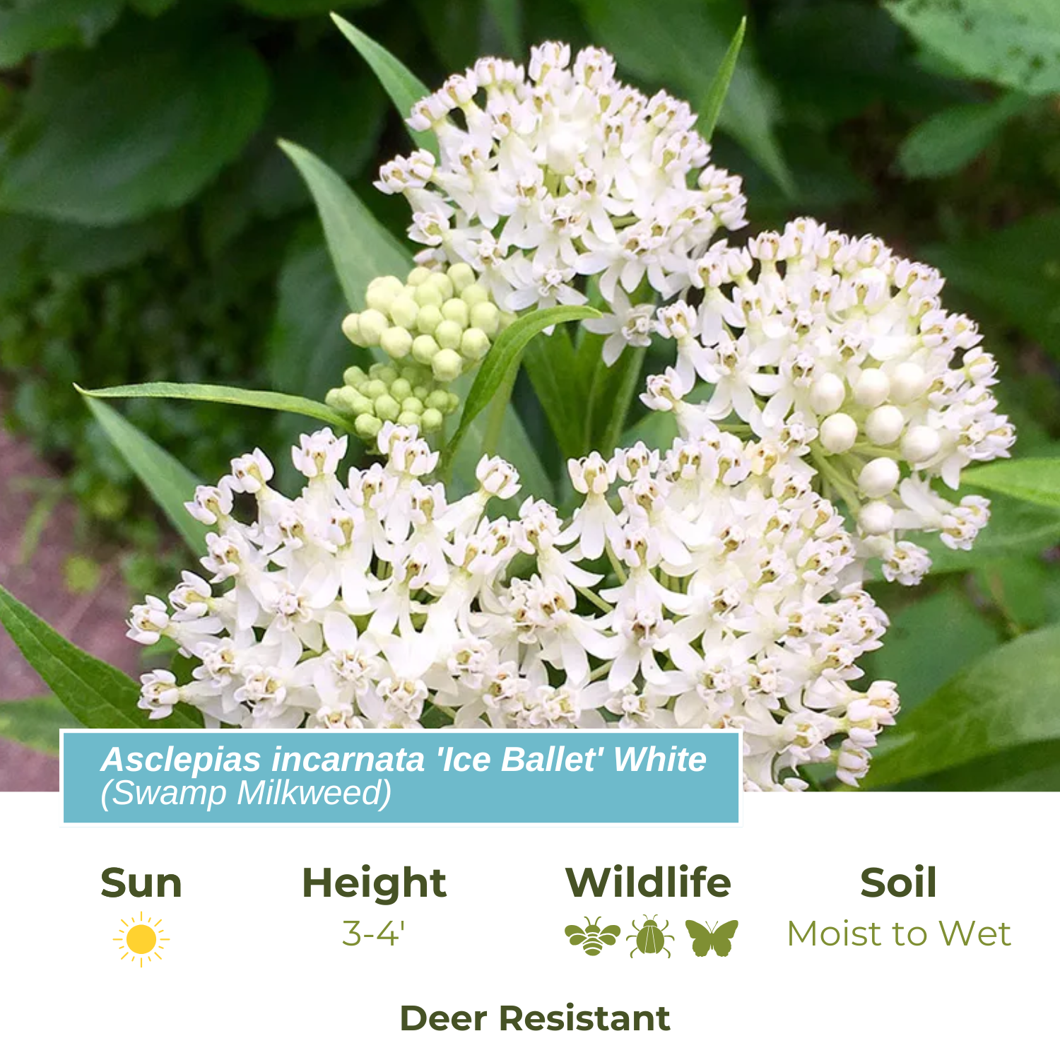 Asclepias 'Ice Ballet' Swamp Milkweed | Lower Shore Land Trust