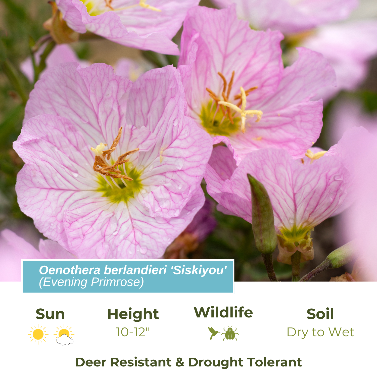 Oenothera berlanderi 'Siskiyou' "Evening Primrose" | Lower Shore Land Trust