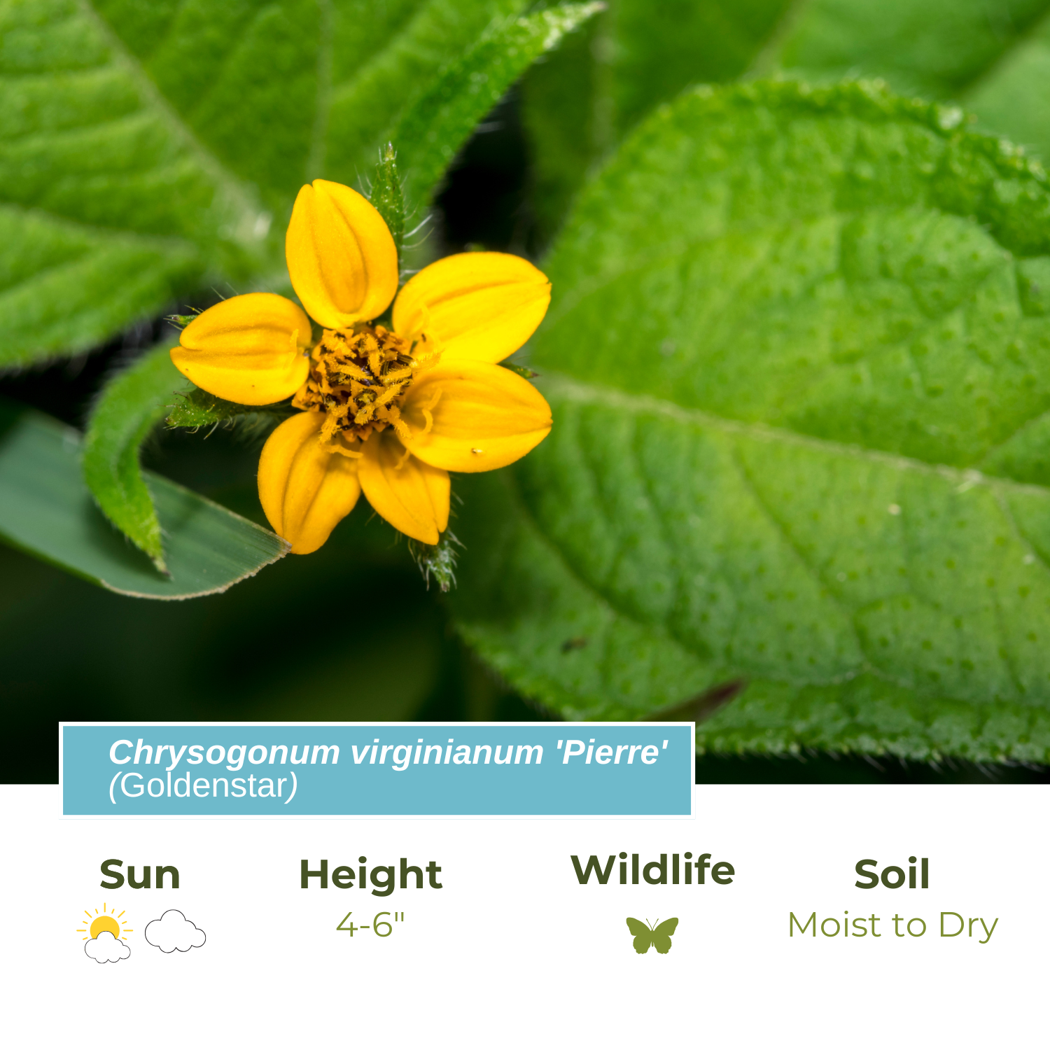 Chrysogonum virginianum ‘Pierre’ "Golden Star" | Lower Shore Land Trust