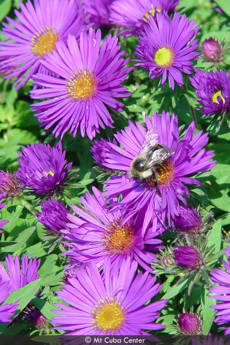 Aster novae "Purple Dome Aster" compact | Lower Shore Land Trust