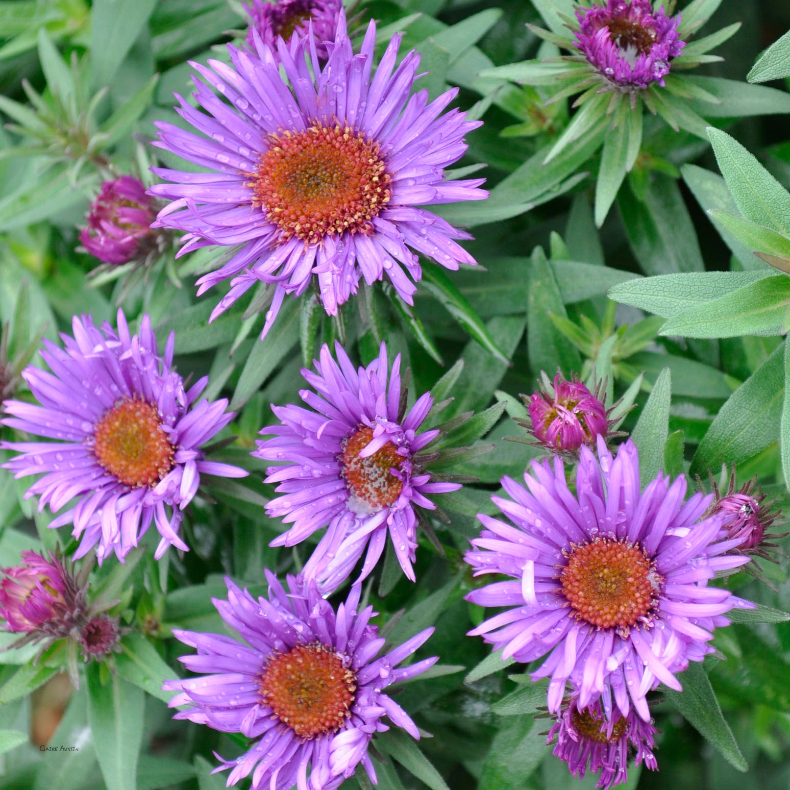 Aster novae "Purple Dome Aster" compact | Lower Shore Land Trust