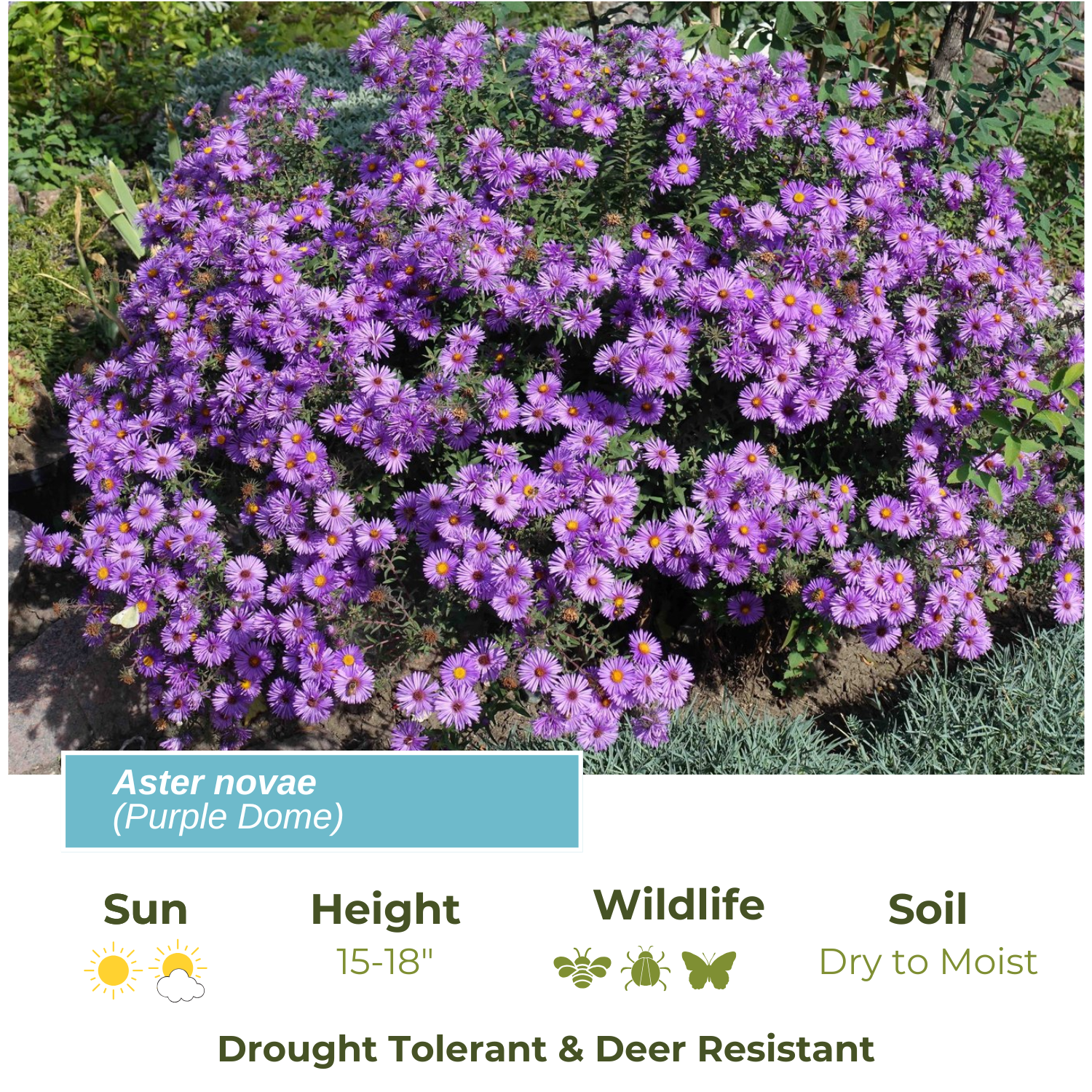 Aster novae "Purple Dome Aster" compact | Lower Shore Land Trust